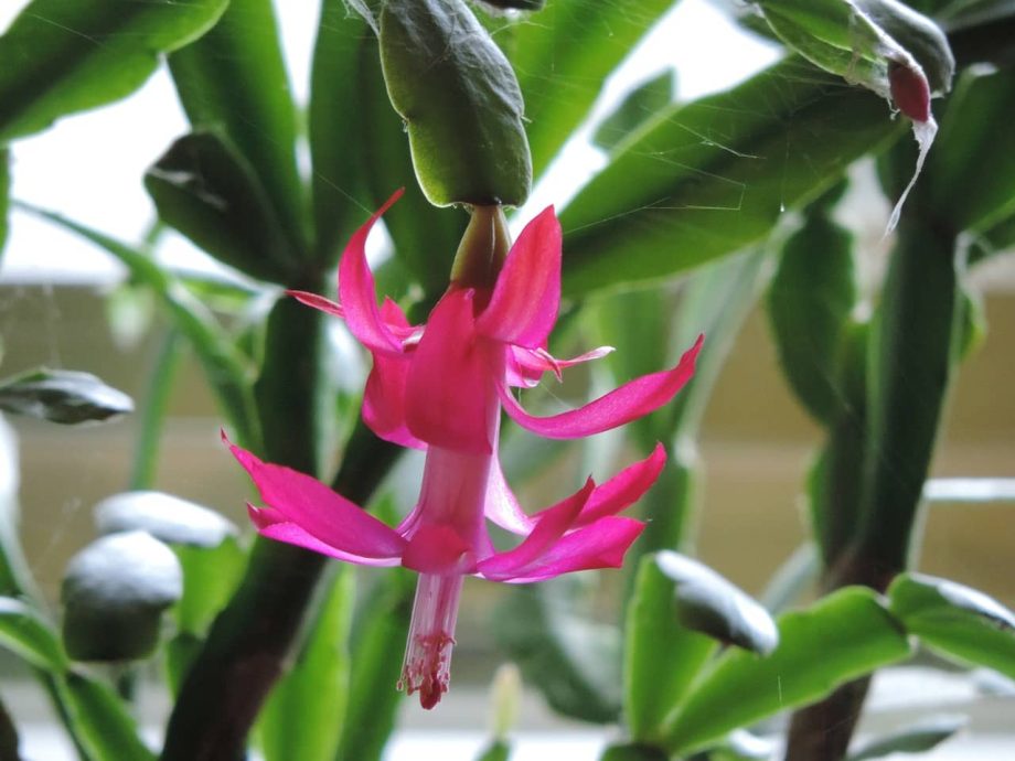 11 Most Expensive Trees That Are Worth Every Penny!